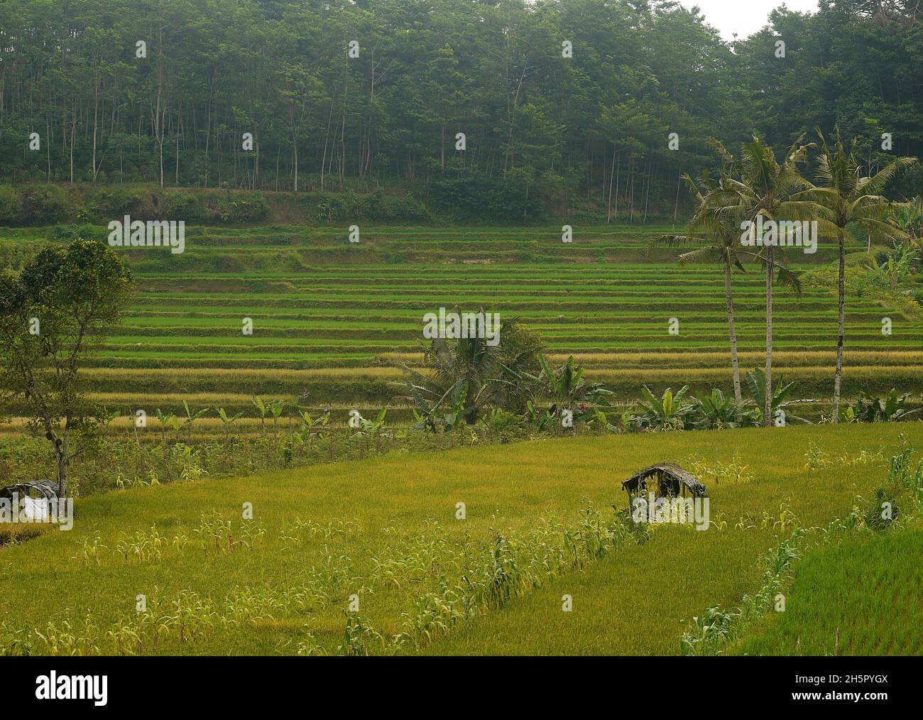 view of rice plants in a vast rice field Stock Photo - Alamy