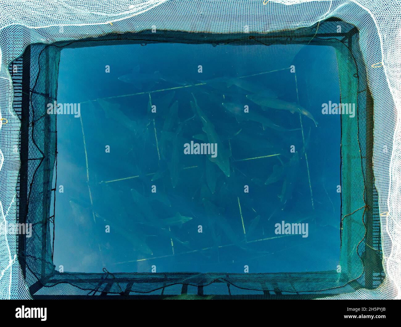 Fish farm breeding cages for sturgeon fry. Concept aquaculture ...