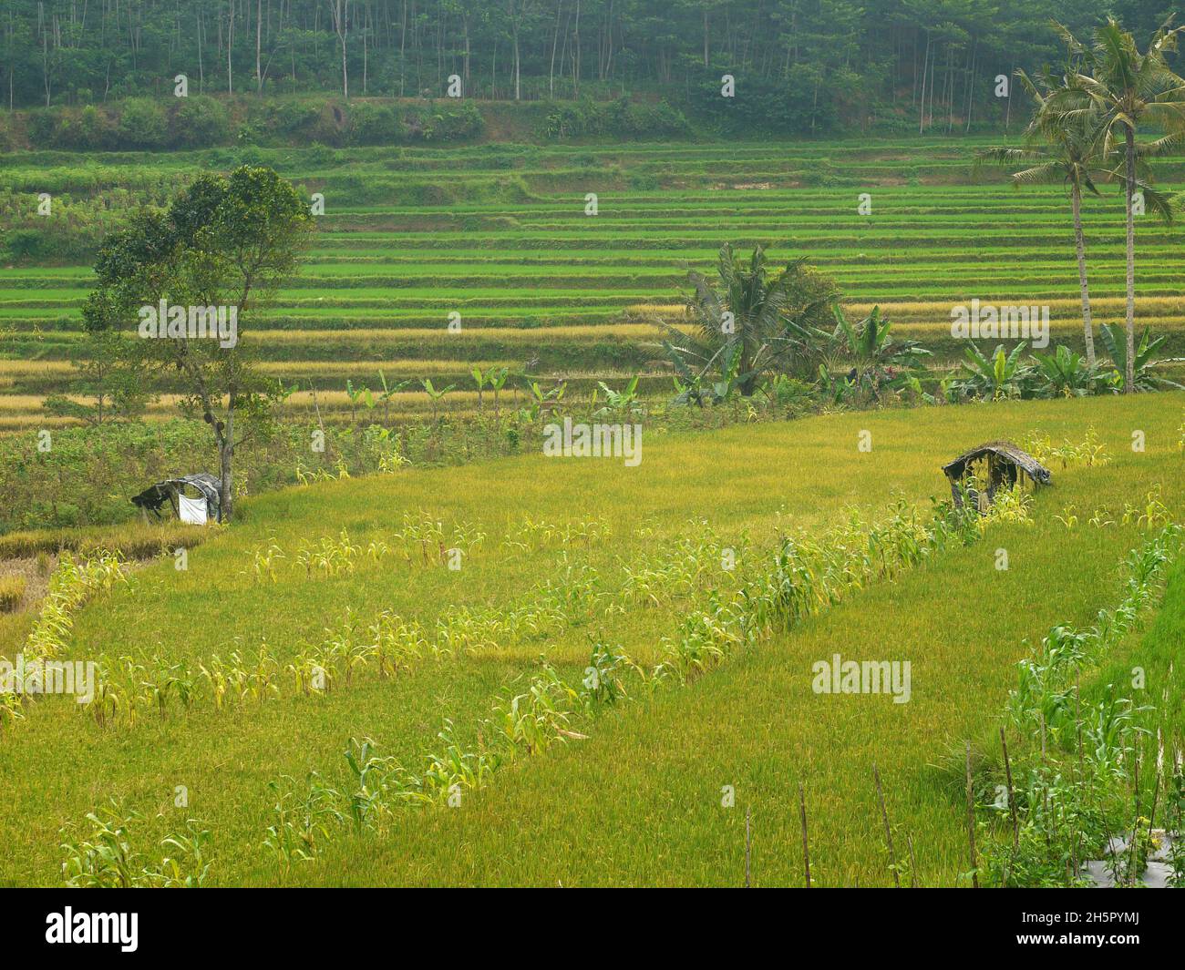 view of rice plants in a vast rice field Stock Photo - Alamy