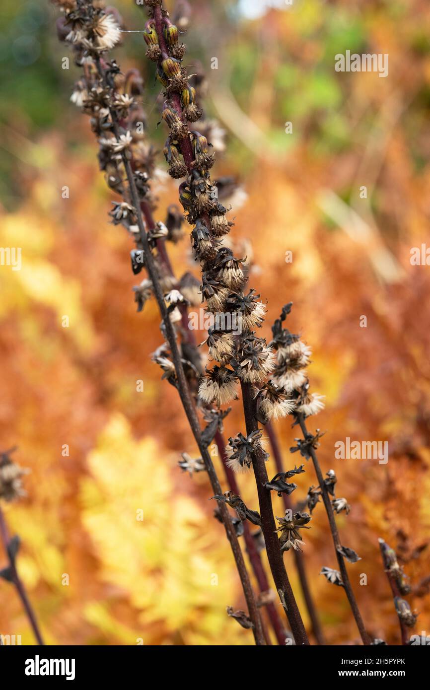 Leopard plant hi-res stock photography and images - Alamy