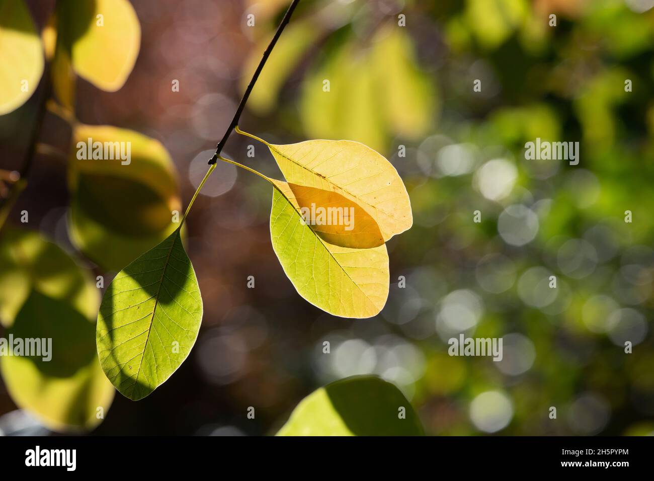 Cotinus coggygria autumn hi-res stock photography and images - Alamy