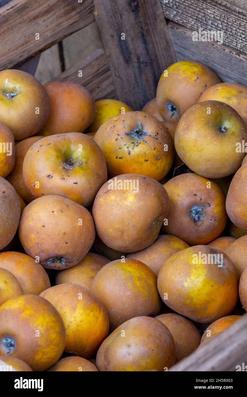 Old english apple varieties hi-res stock photography and images - Alamy