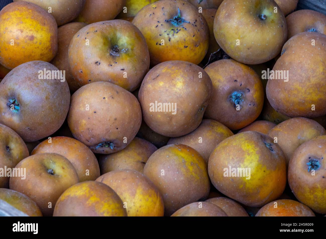 Malus égremont hi-res stock photography and images - Alamy