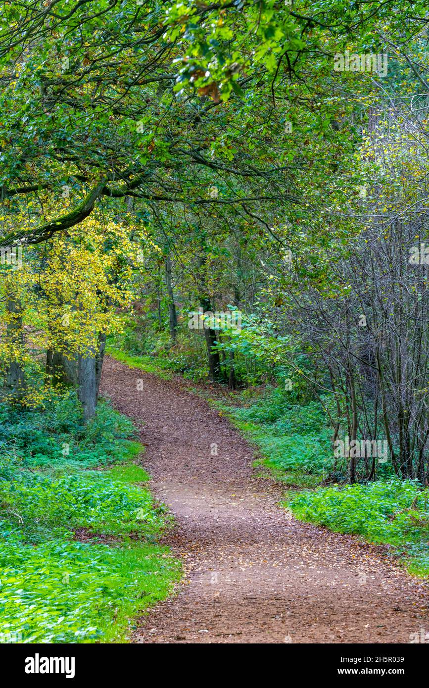pathway public footpath through green woodland, forest trail, woodland ...