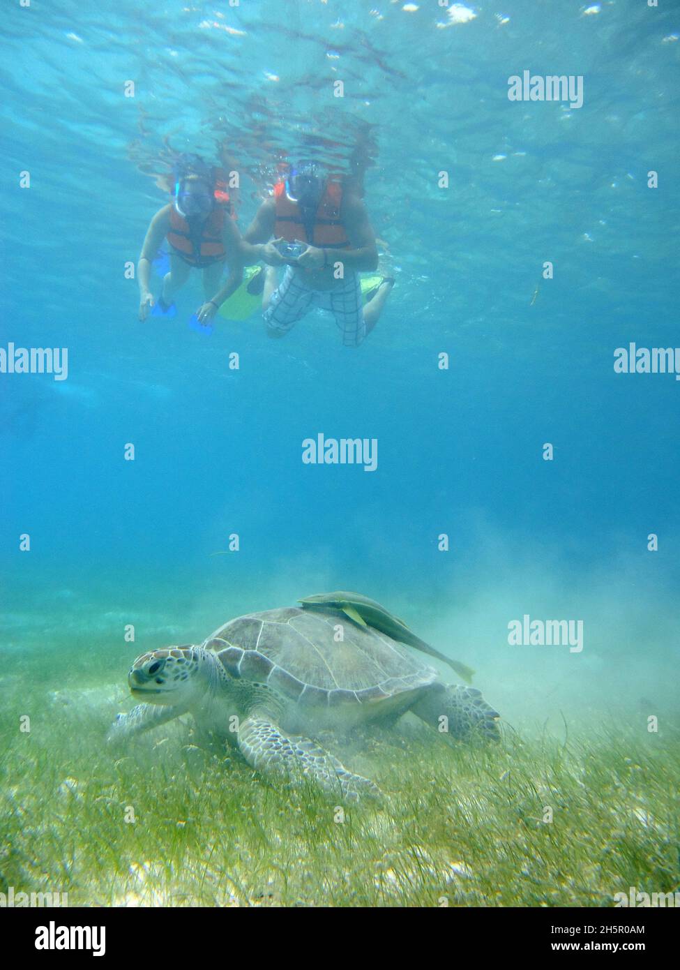 turtle in the ocean, Cancun, yucatan, mexico Stock Photo - Alamy