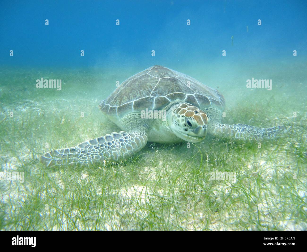turtle in the ocean, Cancun, yucatan, mexico Stock Photo - Alamy