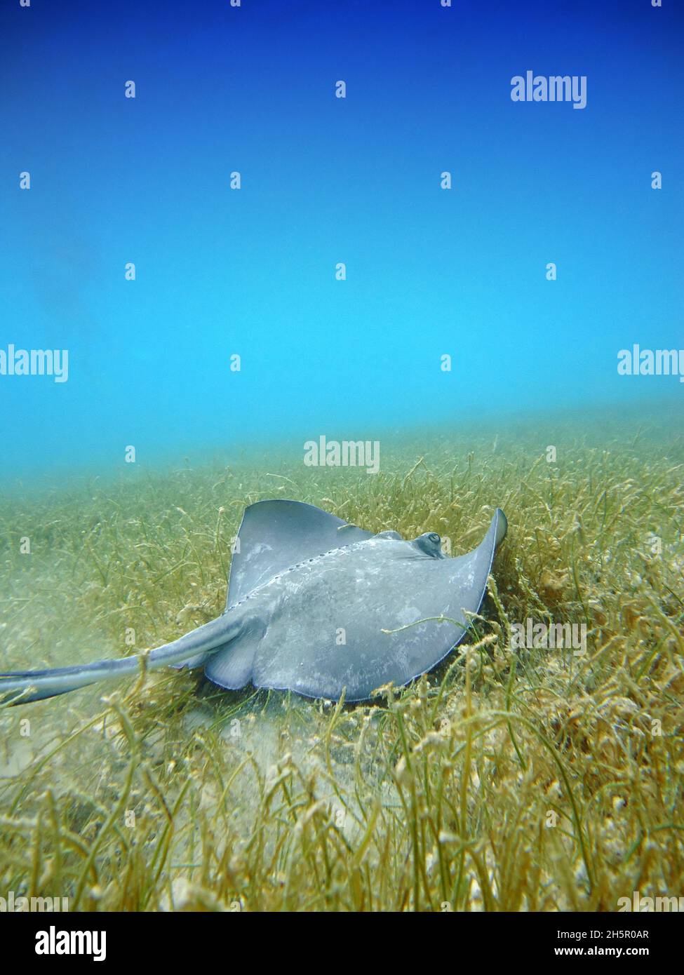 turtle in the ocean, Cancun, yucatan, mexico Stock Photo - Alamy