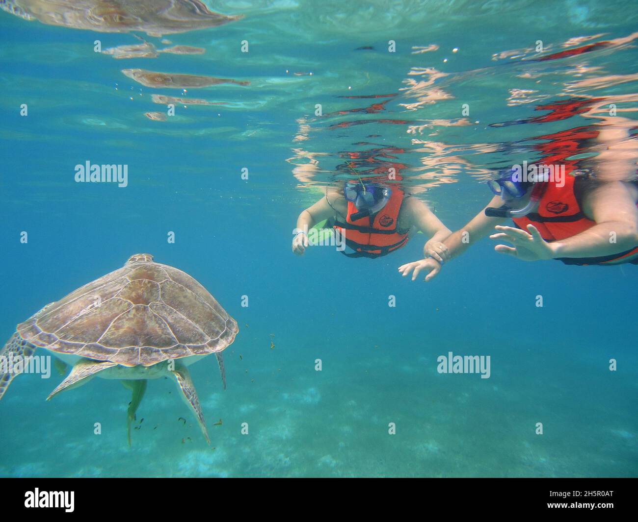 turtle in the ocean, Cancun, yucatan, mexico Stock Photo - Alamy