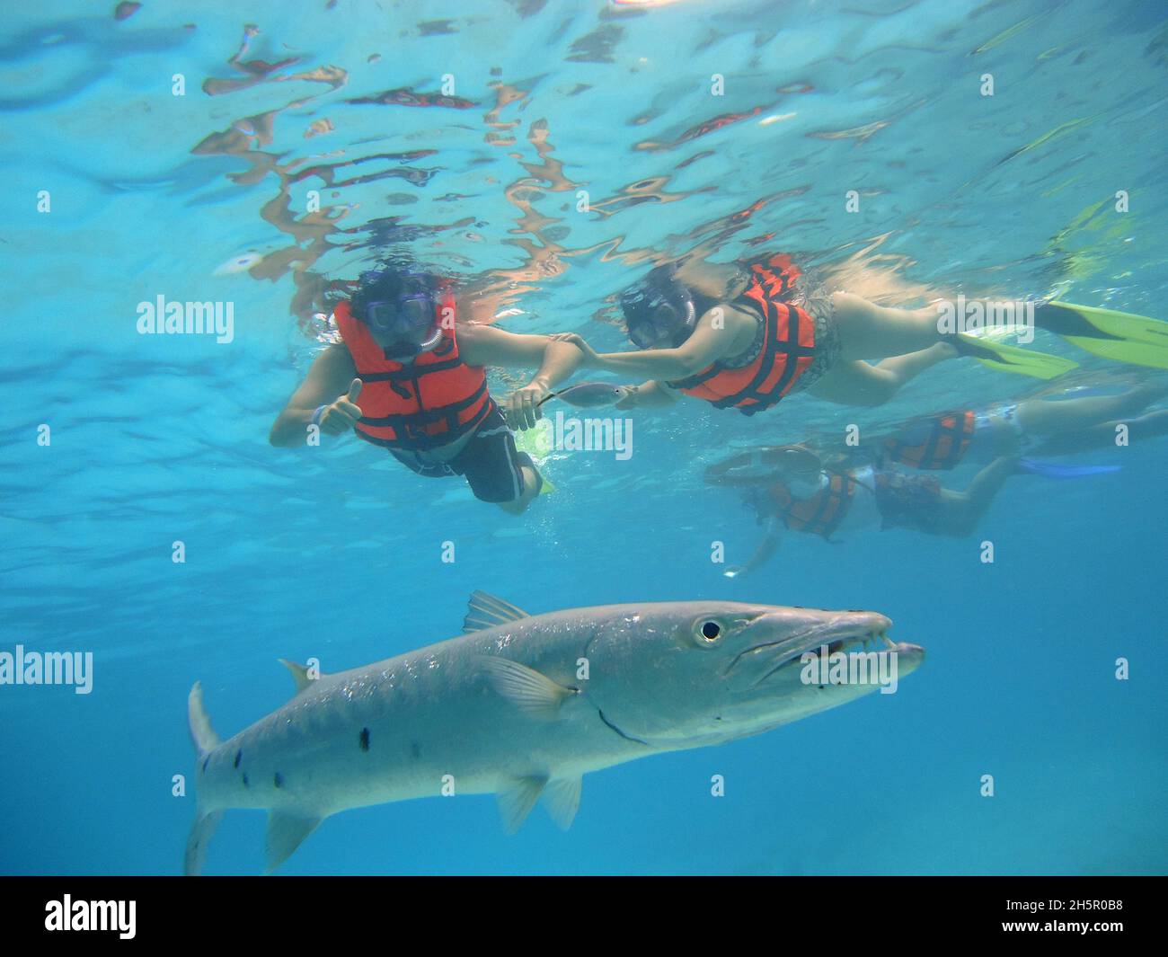 Barracuda fish in the ocean, Cancun, yucatan, mexico Stock Photo - Alamy