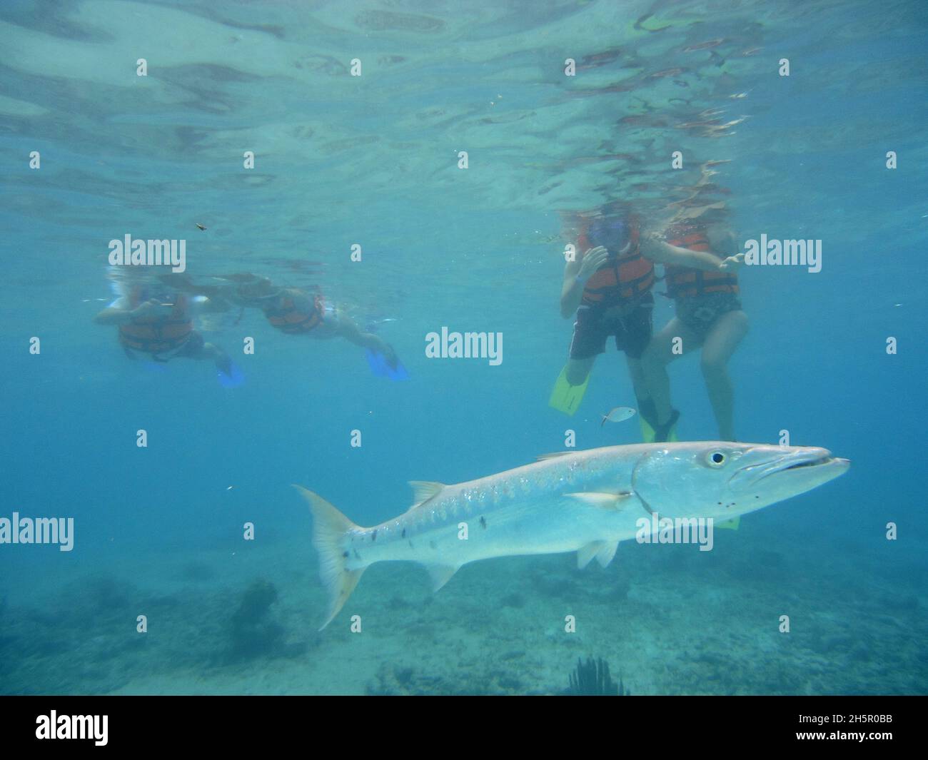 Barracuda fish in the ocean, Cancun, yucatan, mexico Stock Photo - Alamy