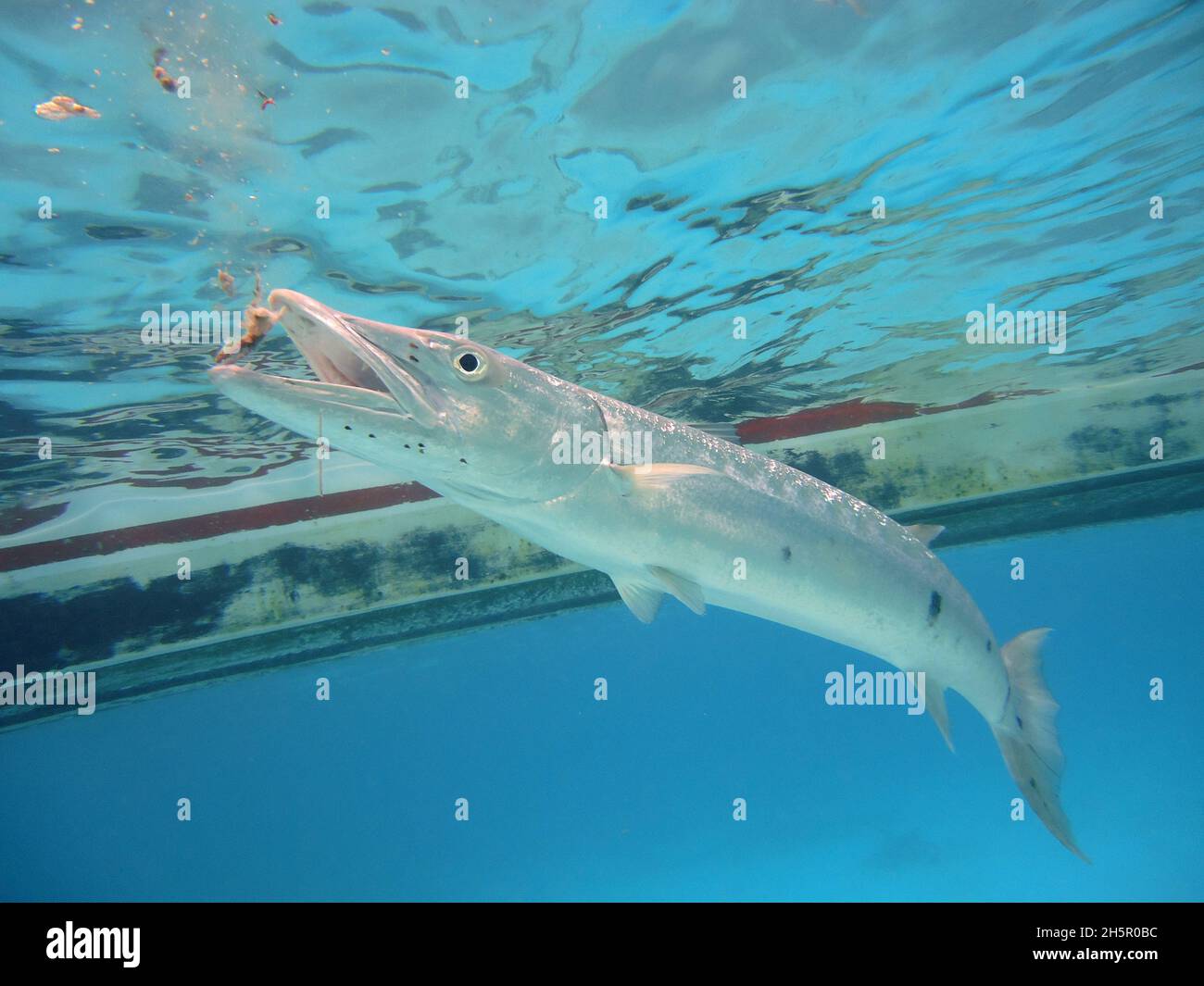 Barracuda fish in the ocean, Cancun, yucatan, mexico Stock Photo - Alamy