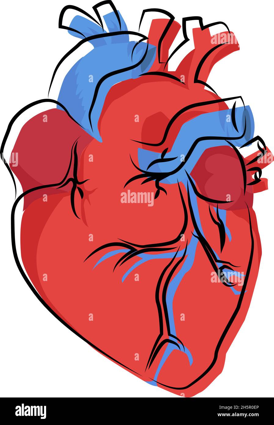 human heart organ illustration with offset contour, vector Stock Vector ...