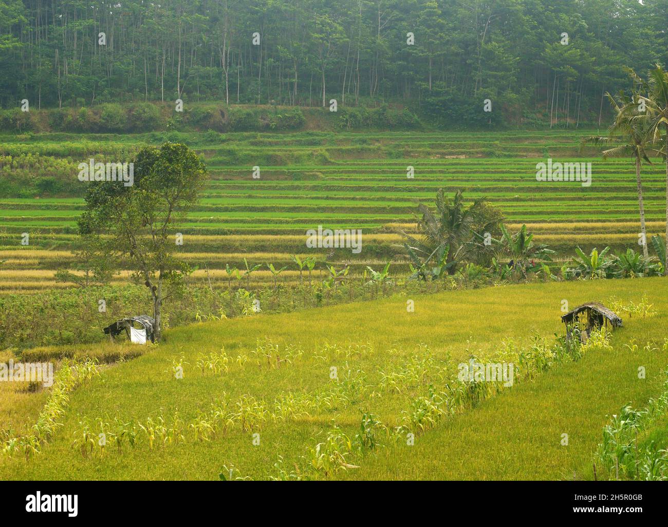 Vast rice field hi-res stock photography and images - Alamy