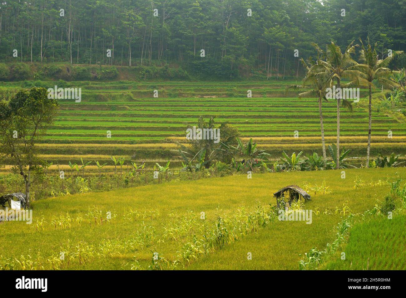 Vast rice field hi-res stock photography and images - Alamy