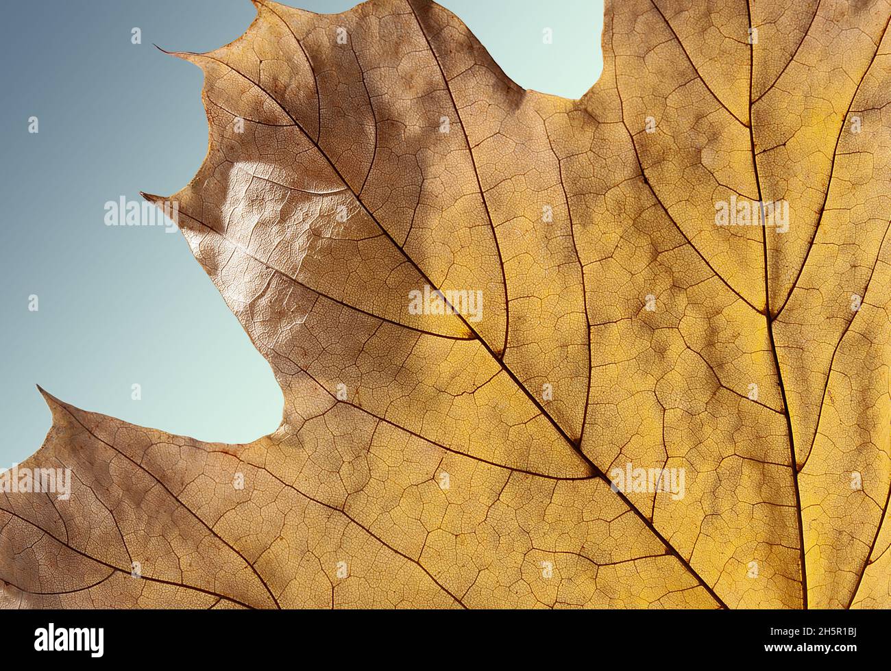 Abstract background yellow leaf hi-res stock photography and images - Alamy