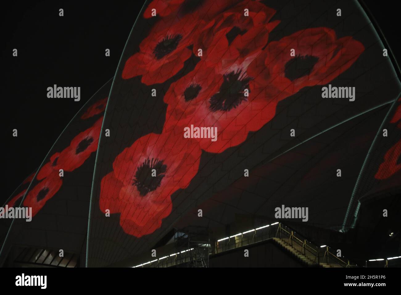 Sydney opera house poppies hi-res stock photography and images - Alamy
