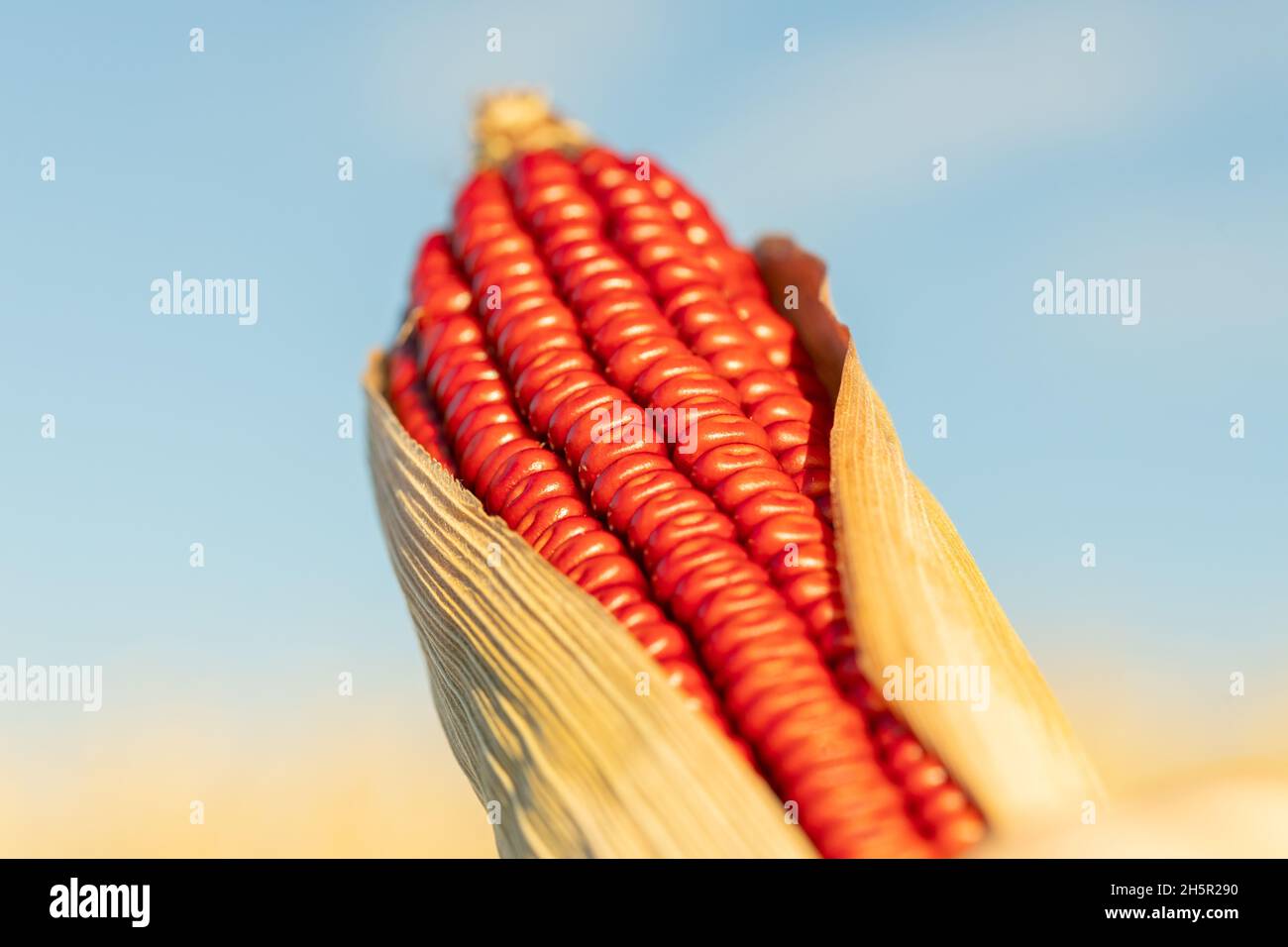 Red corn cob against the background of farmland and sky Stock Photo - Alamy