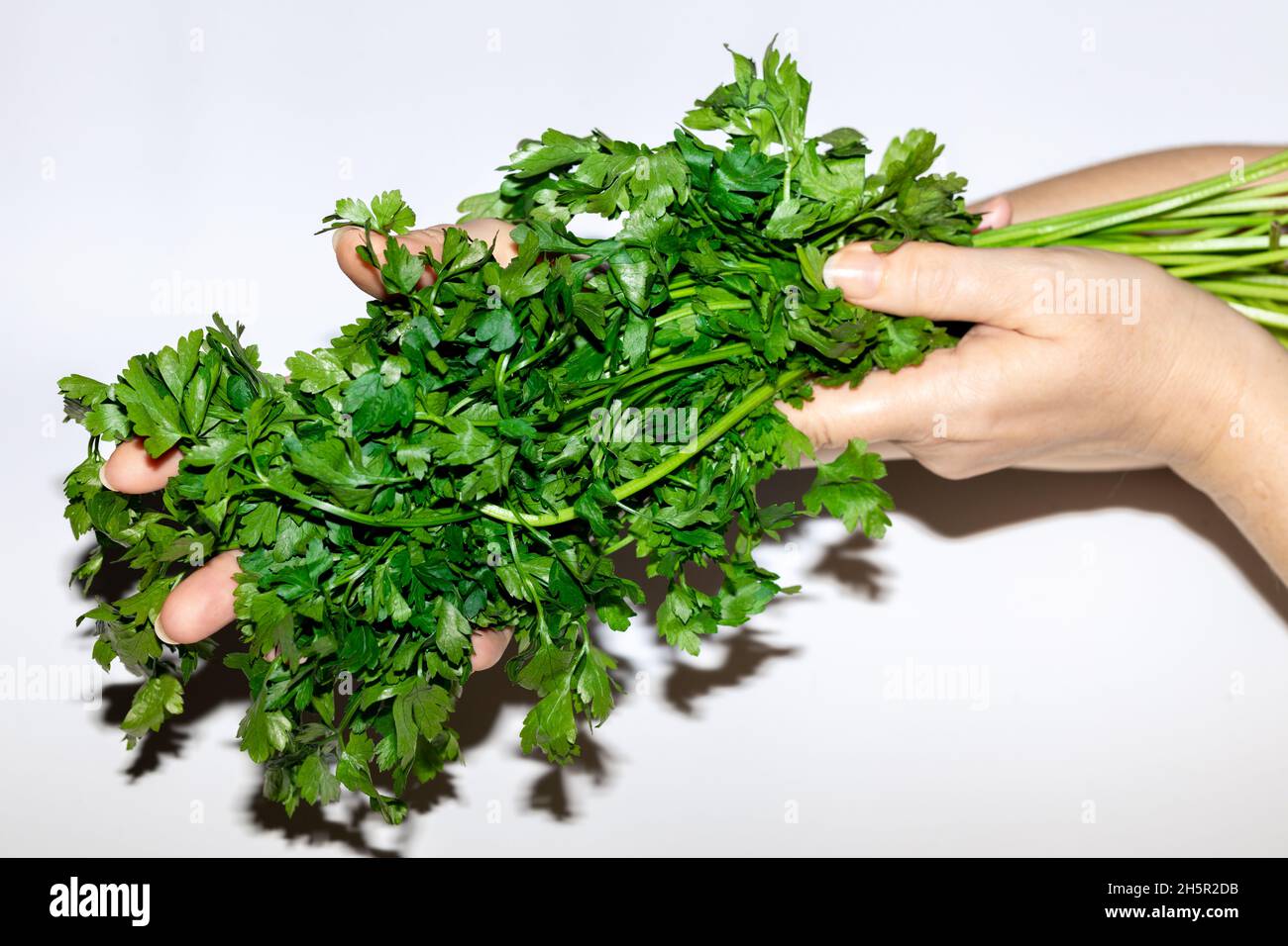 Fresh bunch of green parsley held in women's hands, White background ...