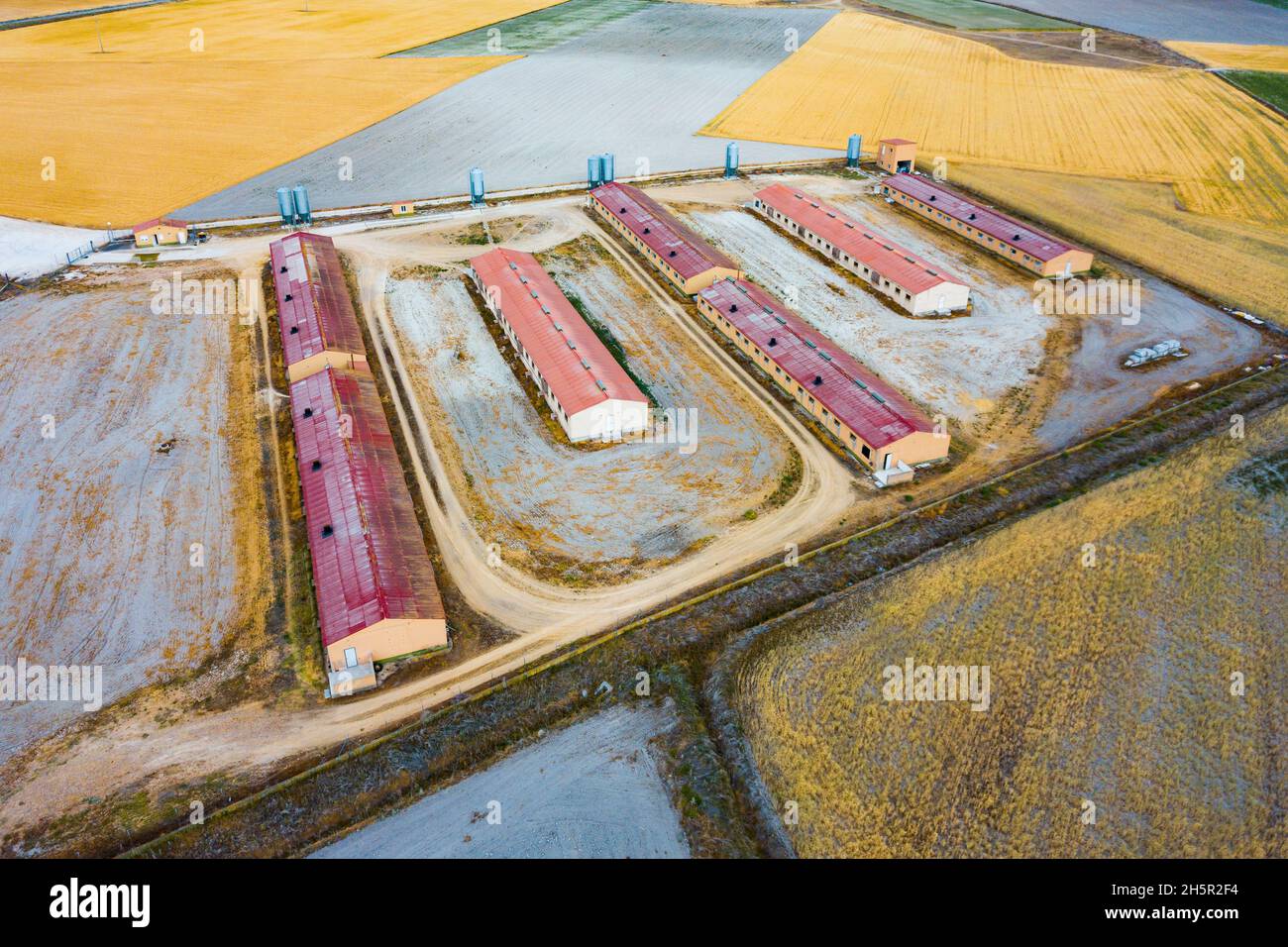 Pig farm in central Spain Stock Photo - Alamy