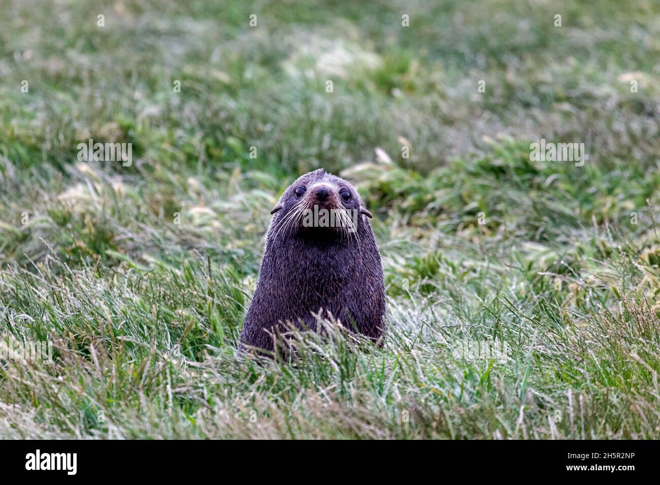 Marine mammals of New Zealand. Fur seal. Pacific Coast, South Island ...