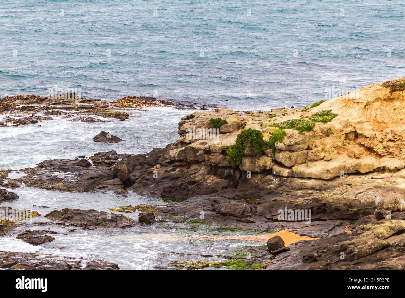 Pacific coast of the South island. Katiki point, New Zealand Stock ...