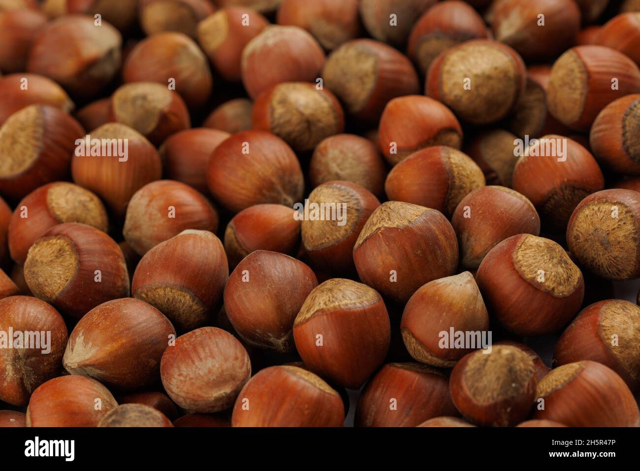 pile of hazelnuts with shells full frame close-up background Stock ...