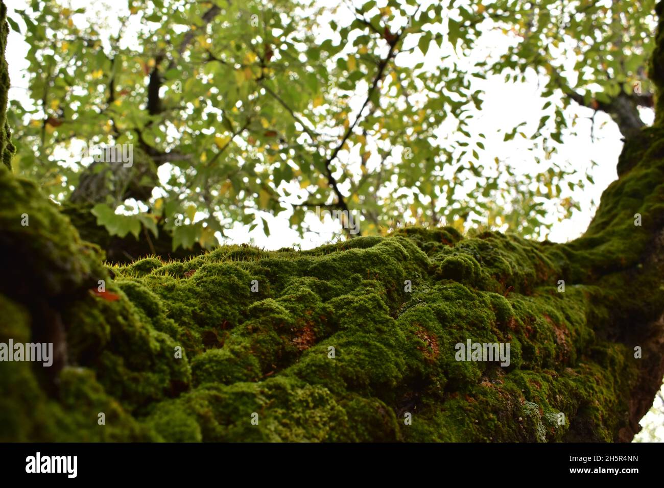 Albero moss hi-res stock photography and images - Alamy