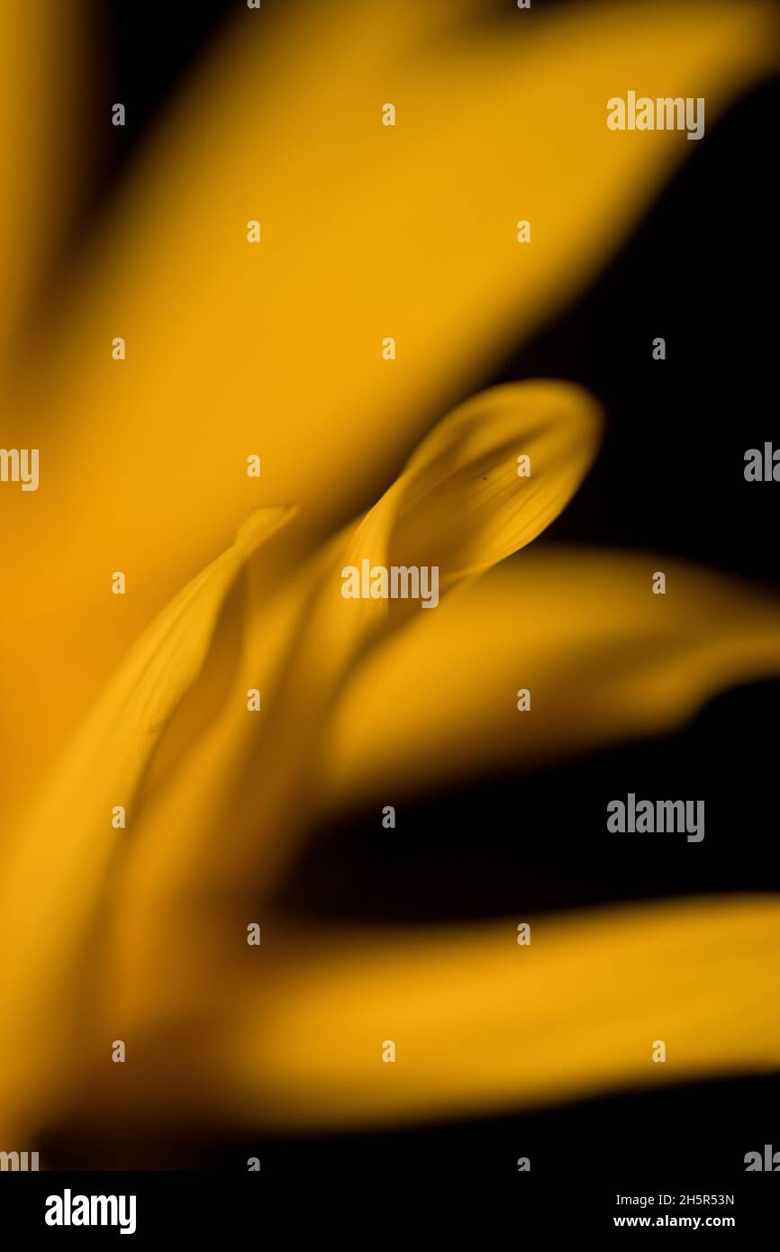 Curly yellow flower petal Stock Photo - Alamy