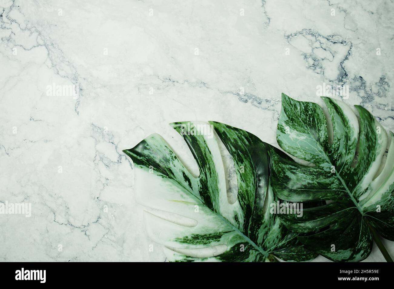 Monstera leave with space copy on marble background Stock Photo - Alamy
