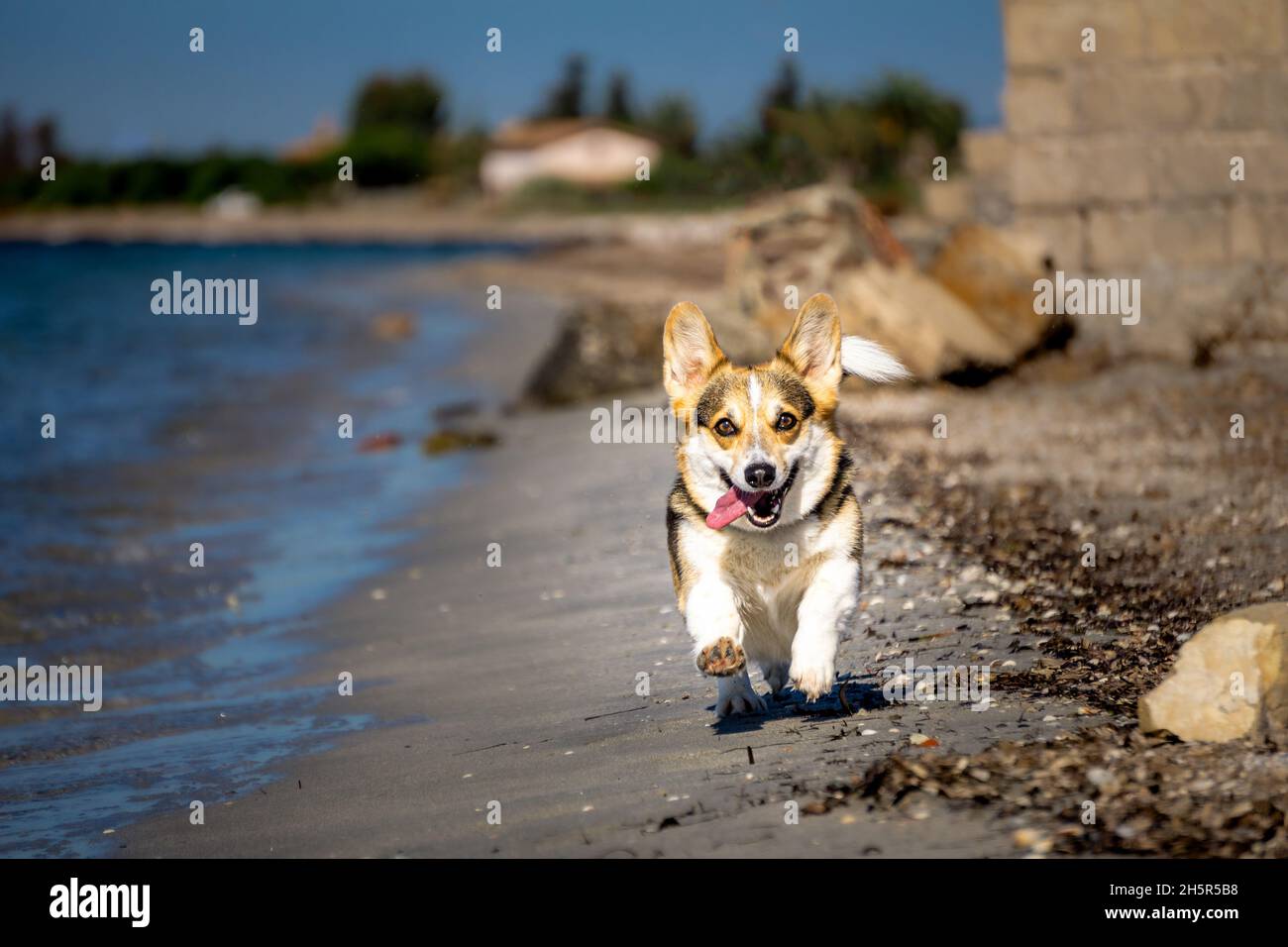Cute Pembroke Welsh Corgi running along the beach Stock Photo - Alamy