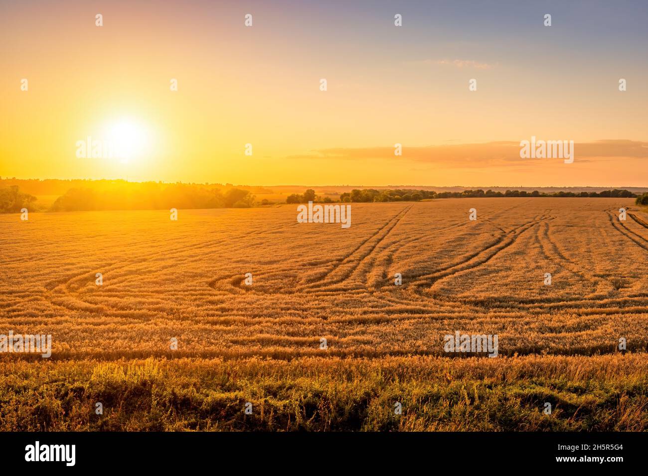 Top view of a sunset or sunrise in an agricultural field with ears of ...