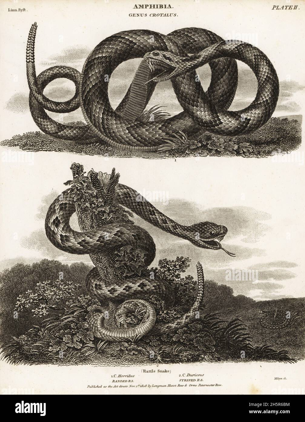 Cane brake rattlesnake hi-res stock photography and images - Alamy