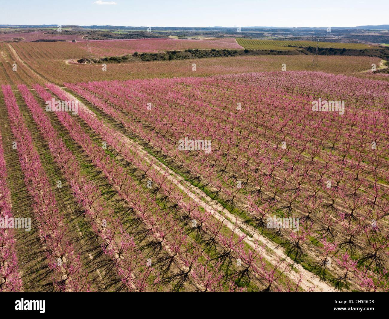 Peach fields hi-res stock photography and images - Alamy