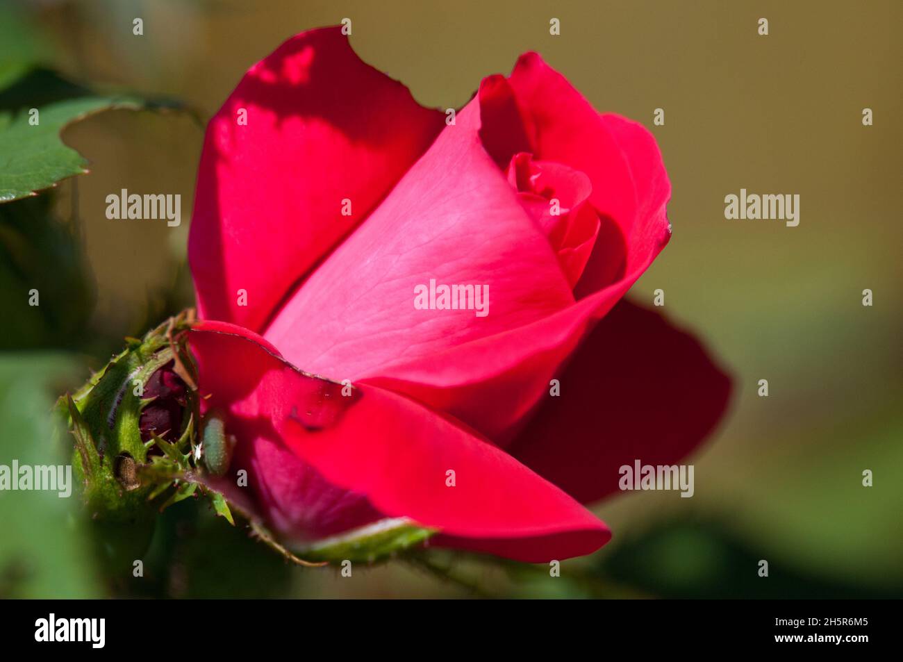 Single living rose hi-res stock photography and images - Alamy