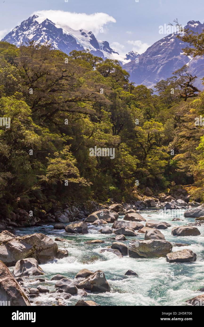 Small fast river in the forest. New Zealand Stock Photo - Alamy
