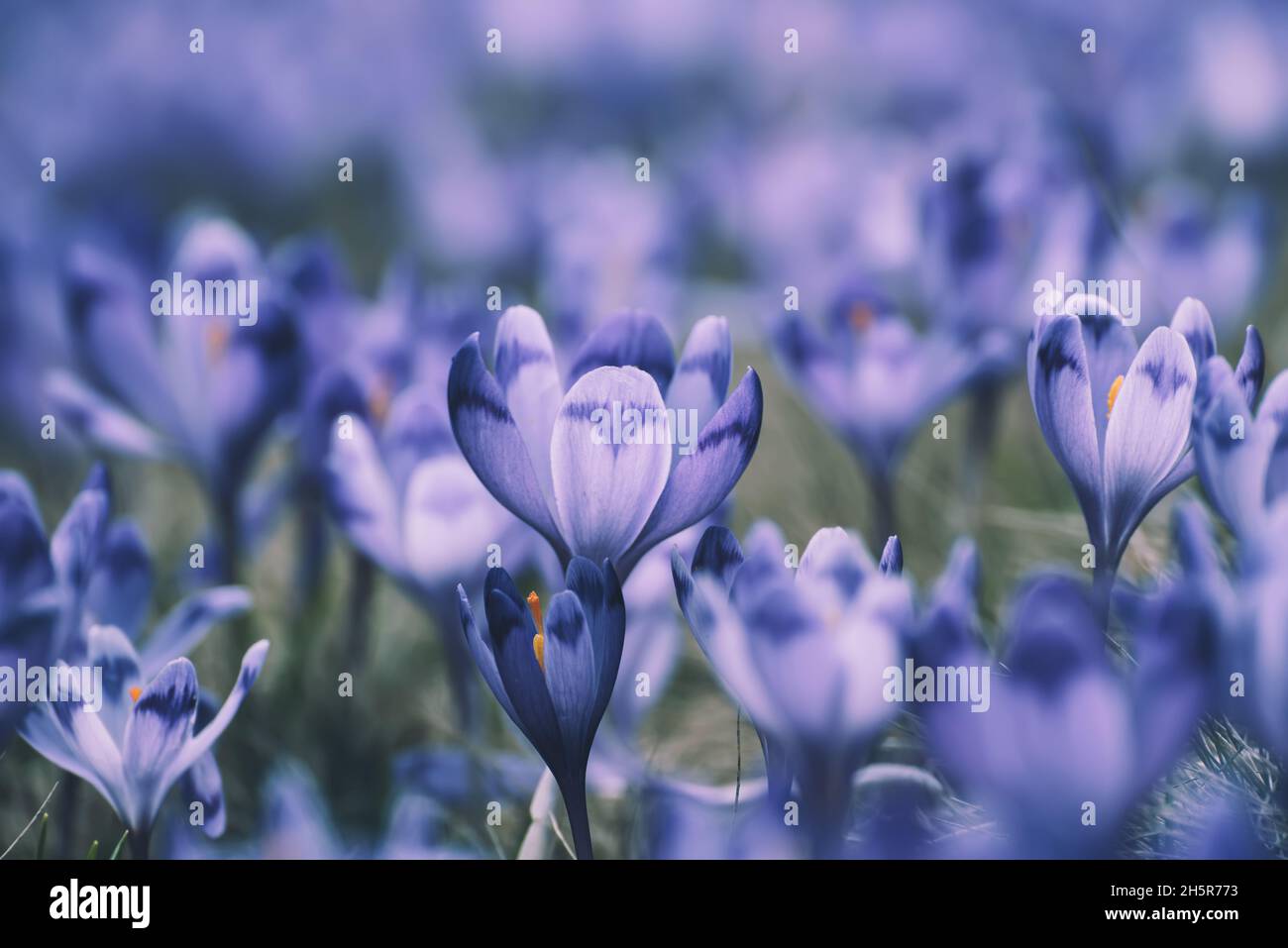 Spring crocus flowers Stock Photo - Alamy
