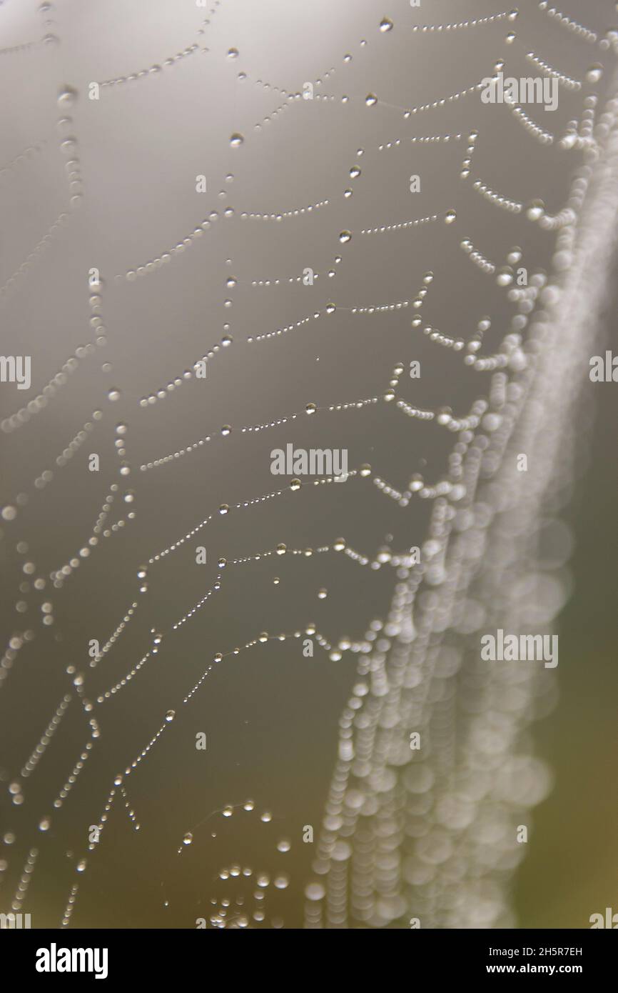 Australian spiders hi-res stock photography and images - Alamy