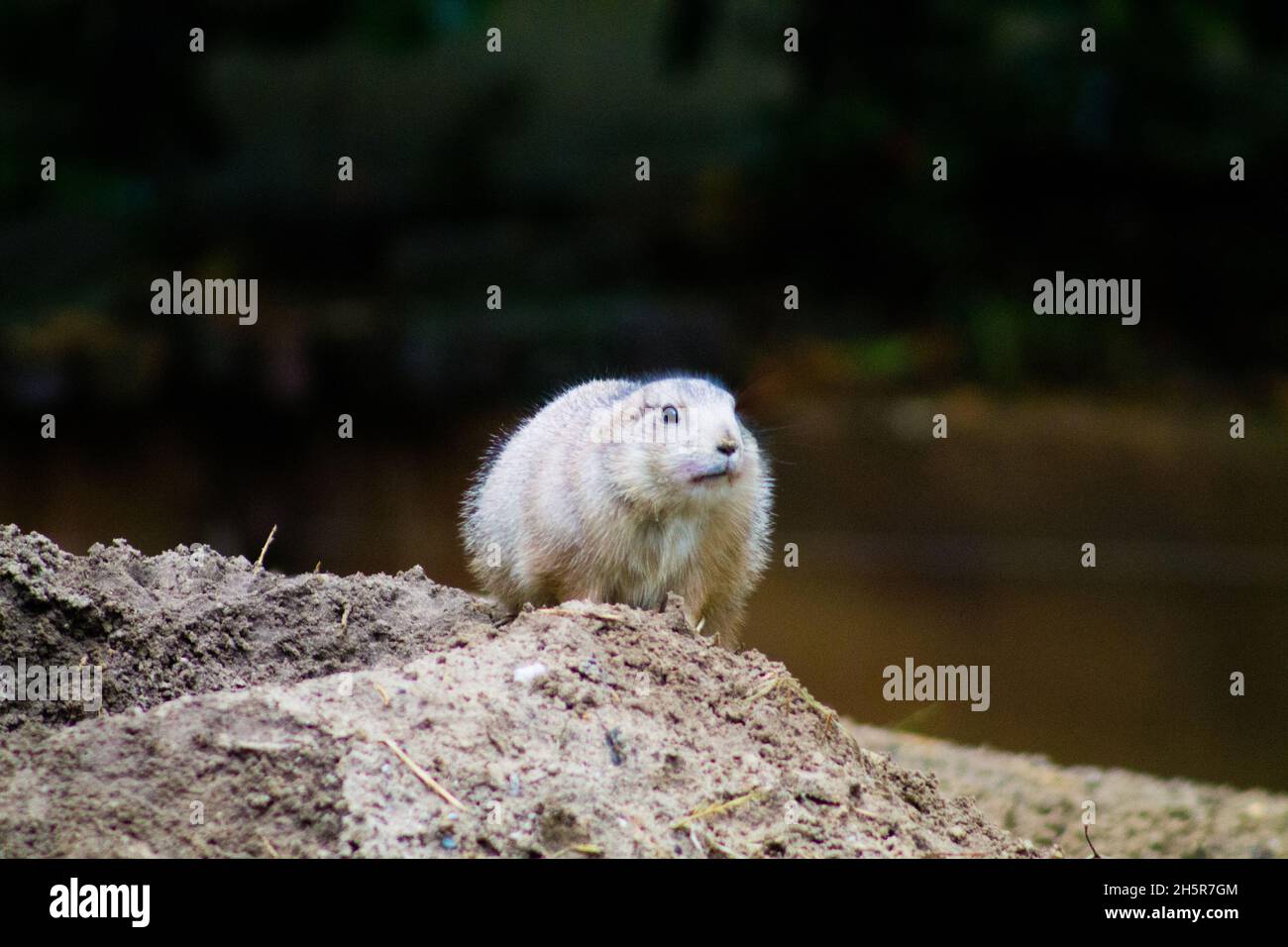 Groundhog with white fur hi-res stock photography and images - Alamy