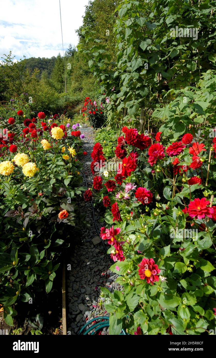 Dahlia plants lining path in the garden Stock Photo - Alamy