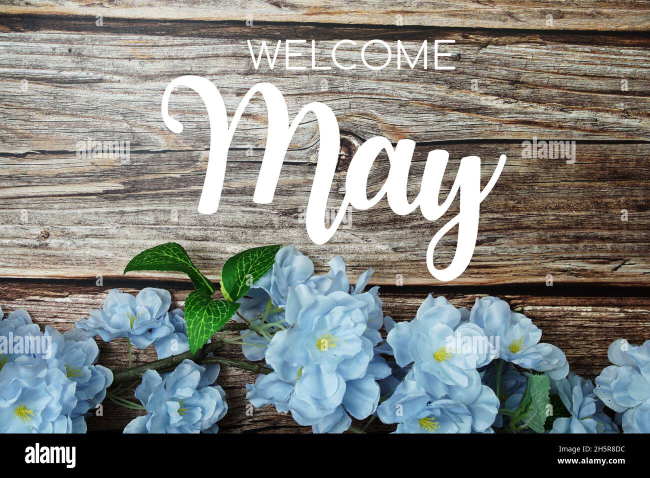 Welcome May typography text with blue flowers on wooden background ...