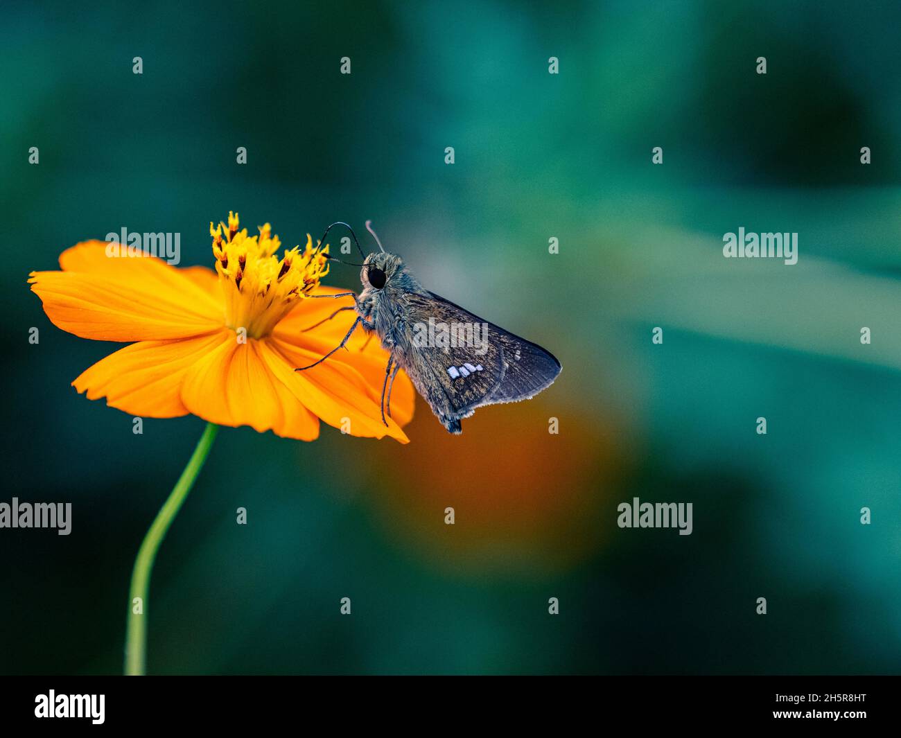 Common straight swift (parnara guttata) perched on golden cosmos flower ...