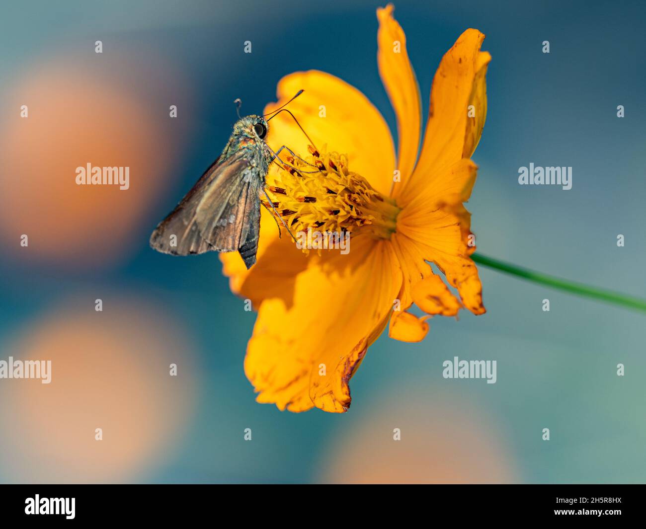 Common straight swift (parnara guttata) perched on golden cosmos flower ...