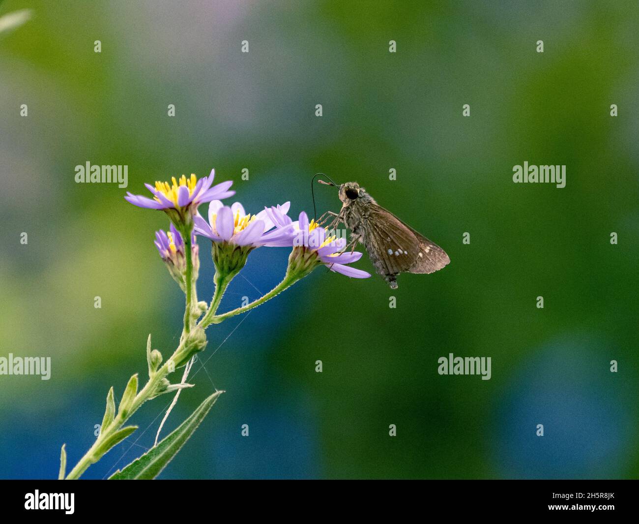 Swift butterfly on flowers hi-res stock photography and images - Alamy