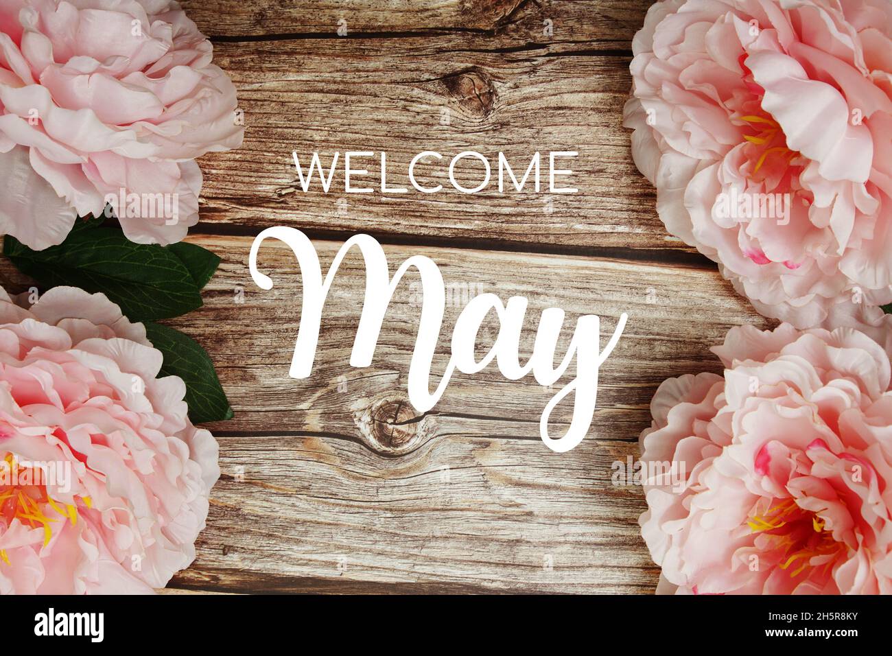 Welcome May typography text with peony flowers on wooden background ...