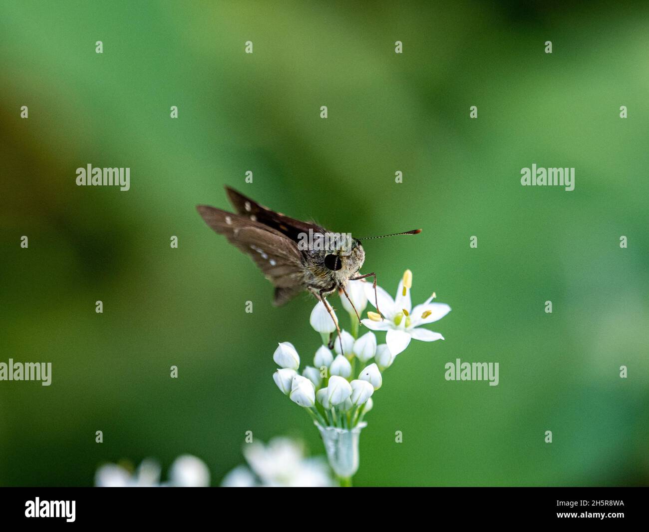 Common straight swift (parnara guttata) perched on small white flowers ...