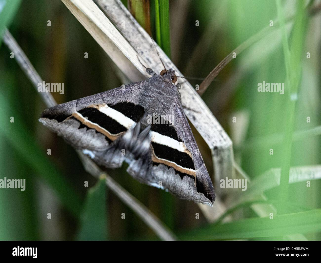 Grammodes geometrica hi-res stock photography and images - Alamy