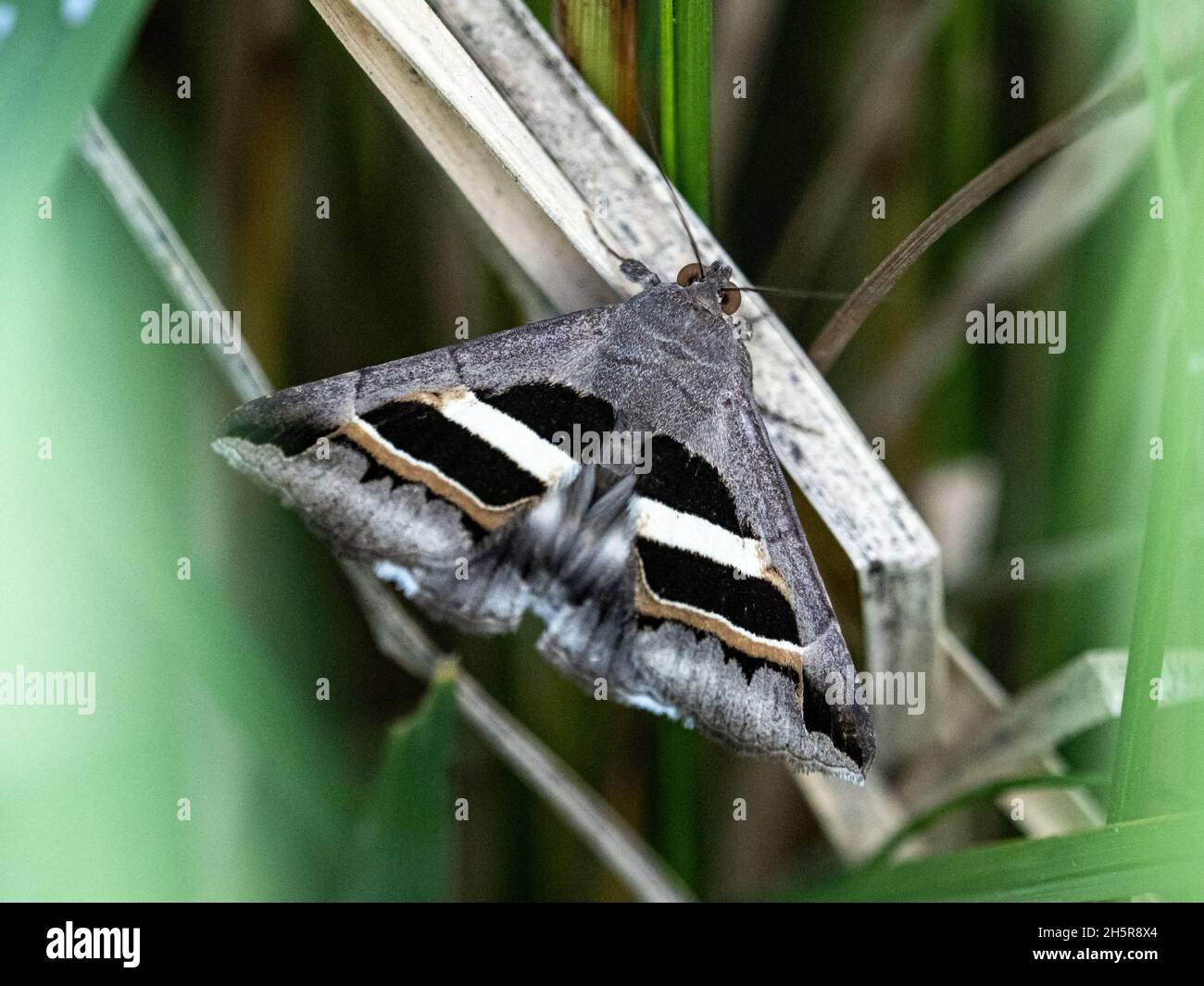 Grammodes geometrica hi-res stock photography and images - Alamy