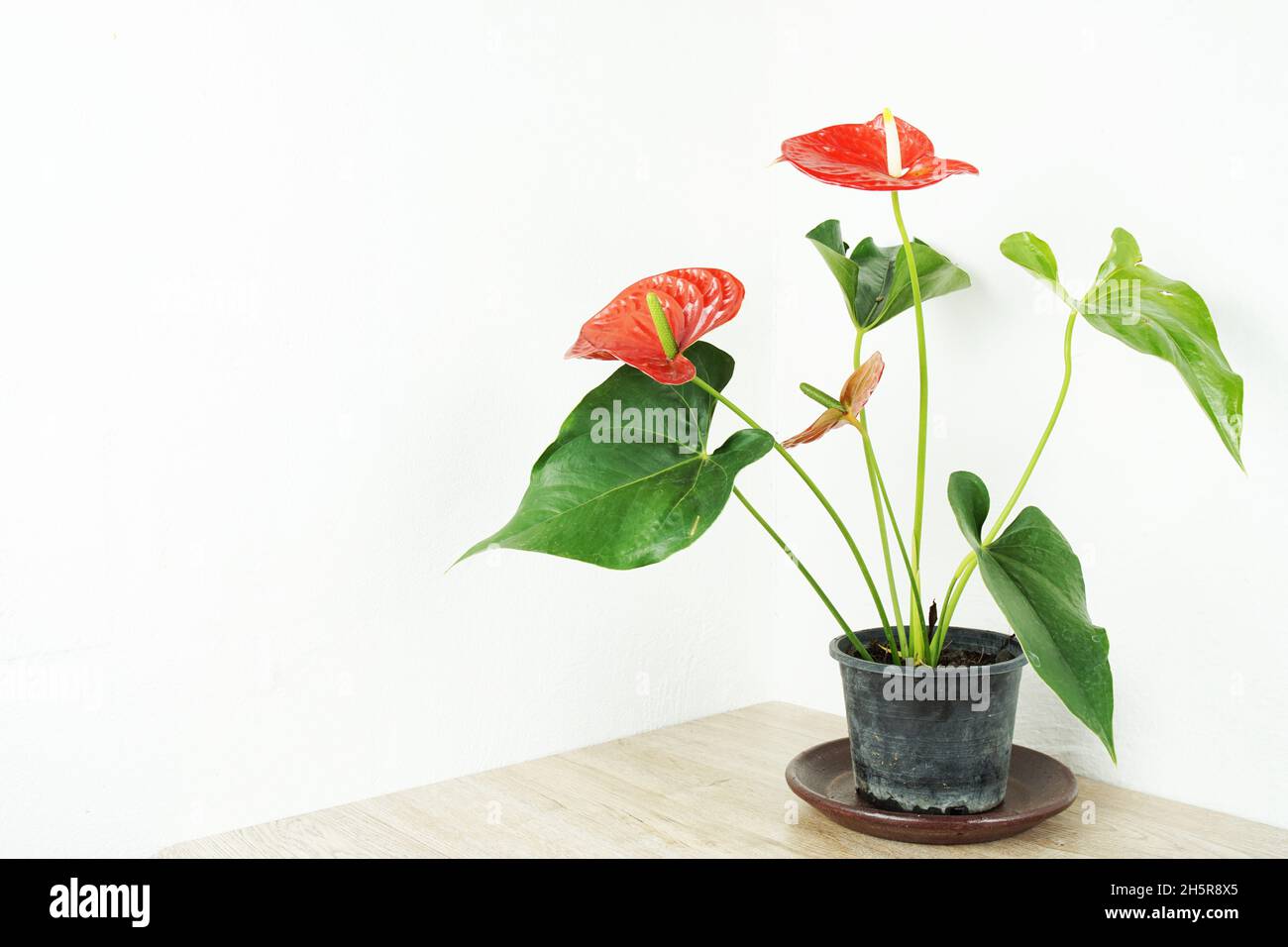 Red Anthurium Flower house plant decoration on table and white wall background Stock Photo - Alamy