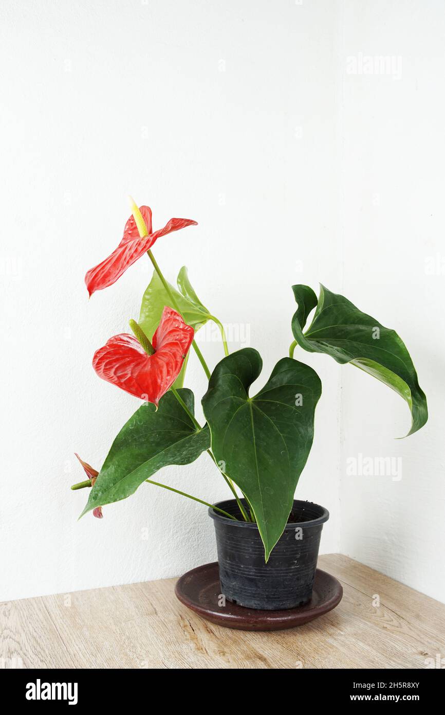 Red Anthurium Flower house plant decoration on table and white wall ...