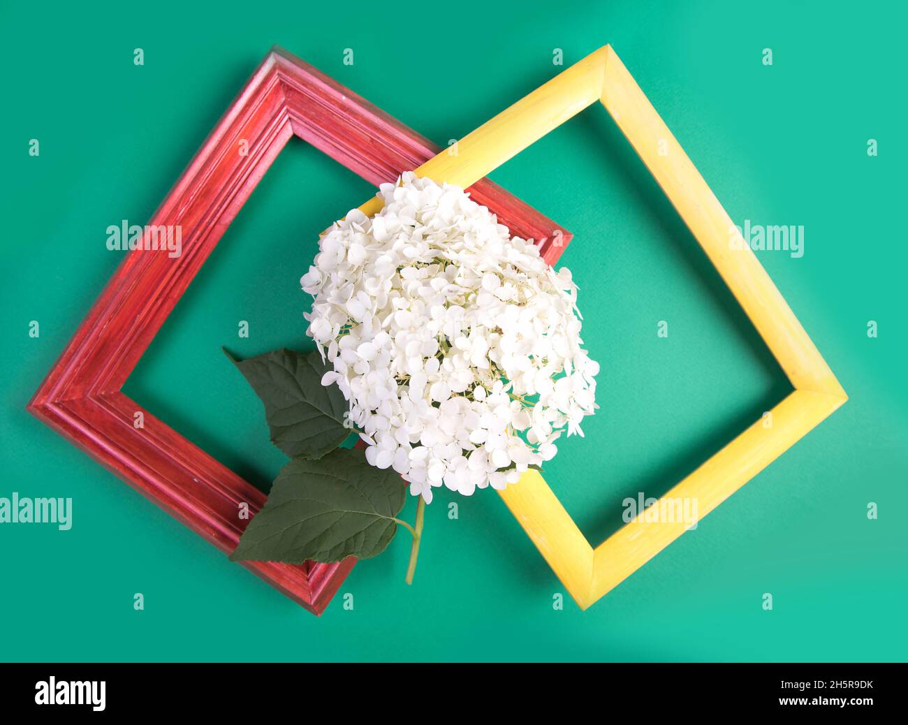 Two wooden colored frames with a branch of white hydrangea on a colored ...